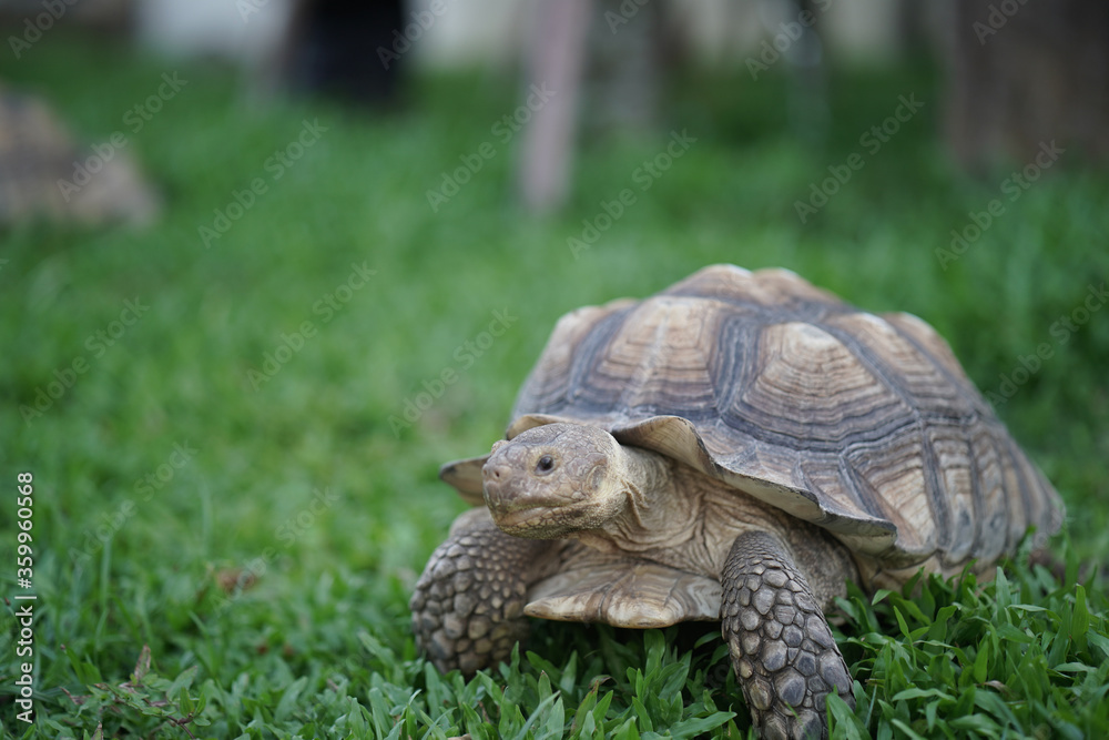 Poster Centrochelys sulcata – Wall Art | UkPosters