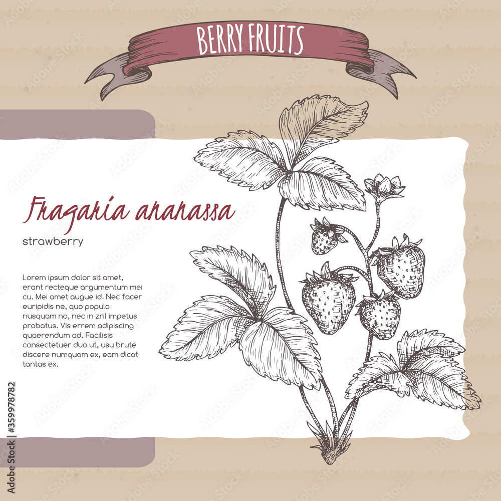 Garden strawberry aka Fragaria ananassa branch sketch on cardboard ...