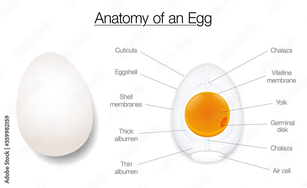 Egg structure. Anatomy of a birds egg, labeled chart with names of the ...