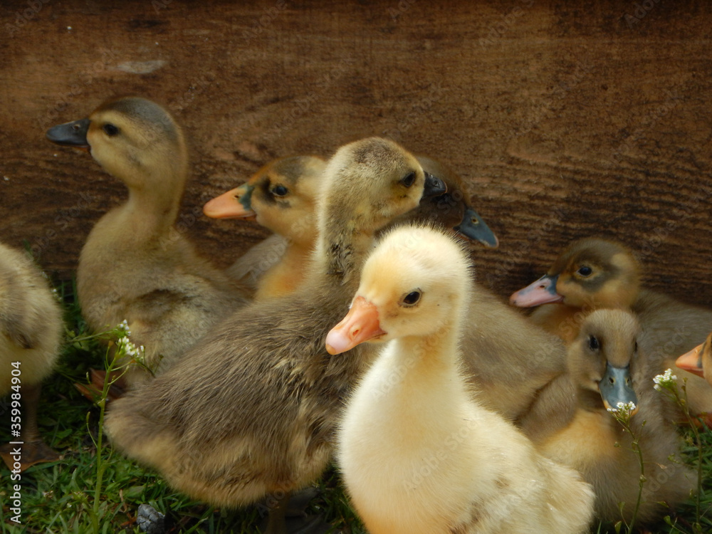 Ukraine, Dnipro region, Ivanivka. Duckling farm. Typical Ukrainian duck ...