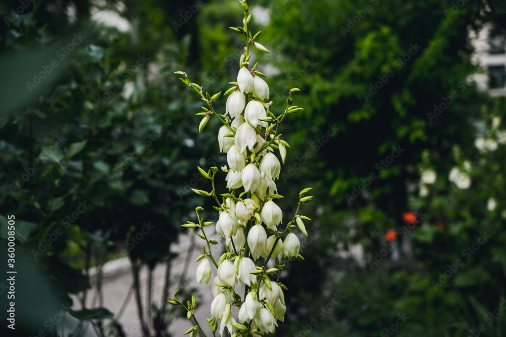 Yucca gloriosa is a species of shrub belonging to the Agavaceae family ...