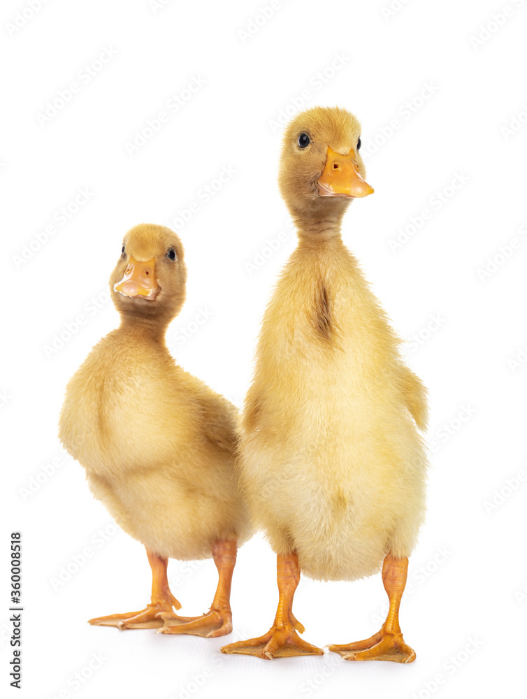 Duo of ten day old Peking Duck chicks, standing facing front. Looking ...