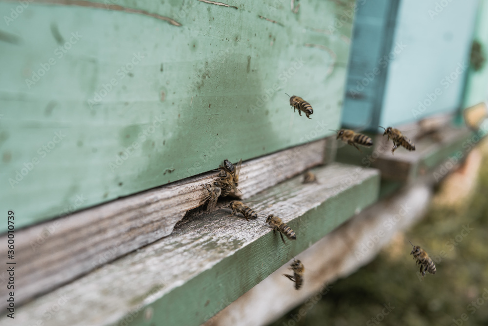 Beehive Stock Photo | Adobe Stock