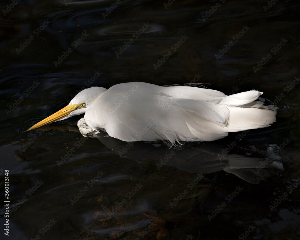 Great White Egret bird Stock Photo. Great White Egret bird basking in ...