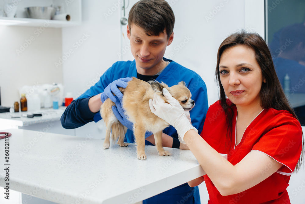 In a modern veterinary clinic, a thoroughbred Chihuahua is examined and ...