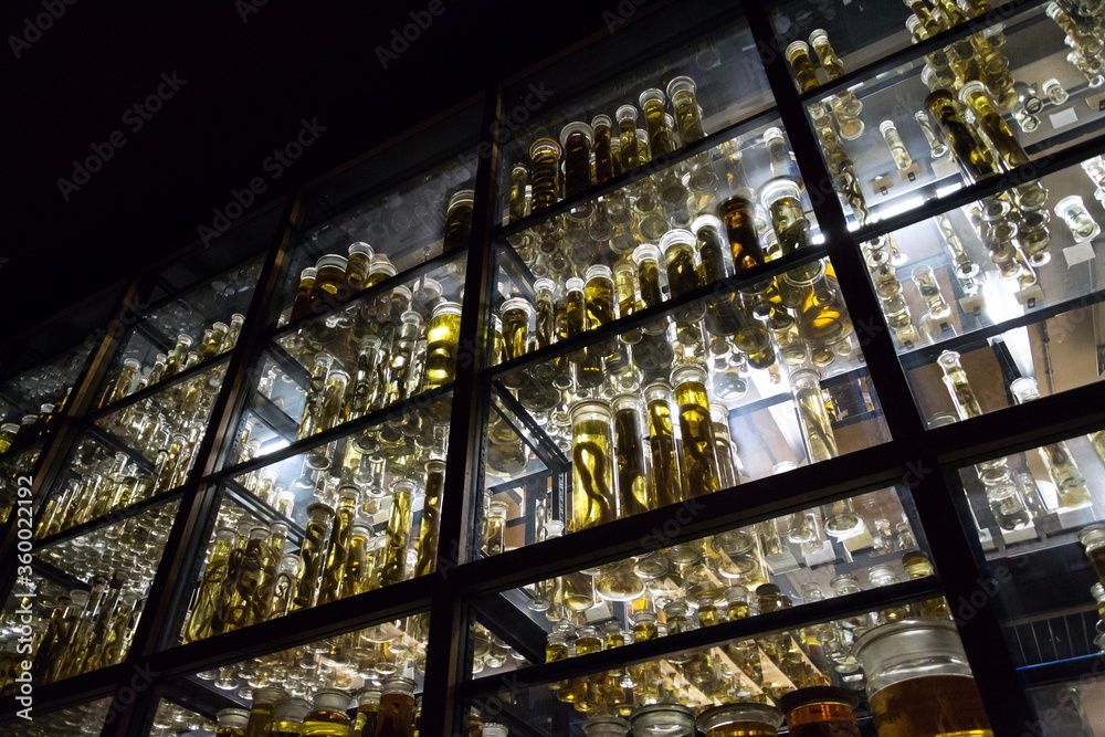 Shelves with various animals preserved in formaldehyde solution Stock ...