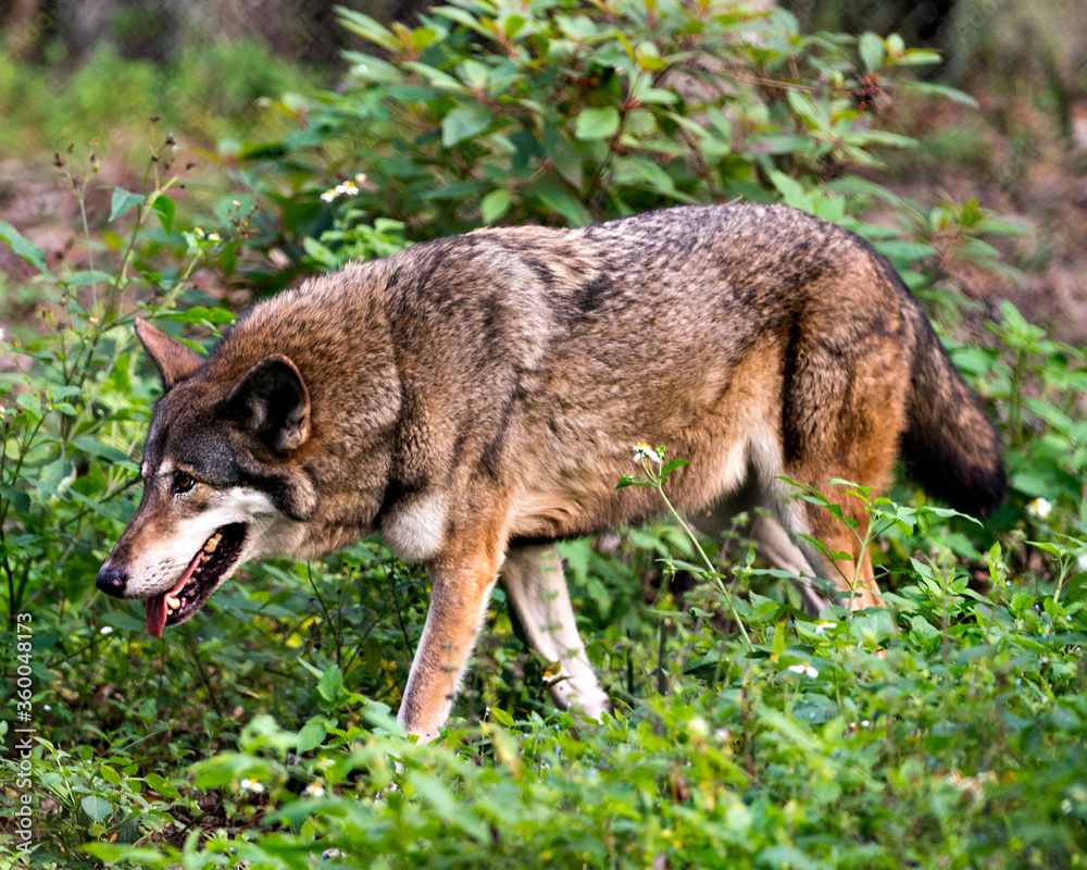 Wolf stock photos. Red Wolf endangered species. Red Wolf close-up ...