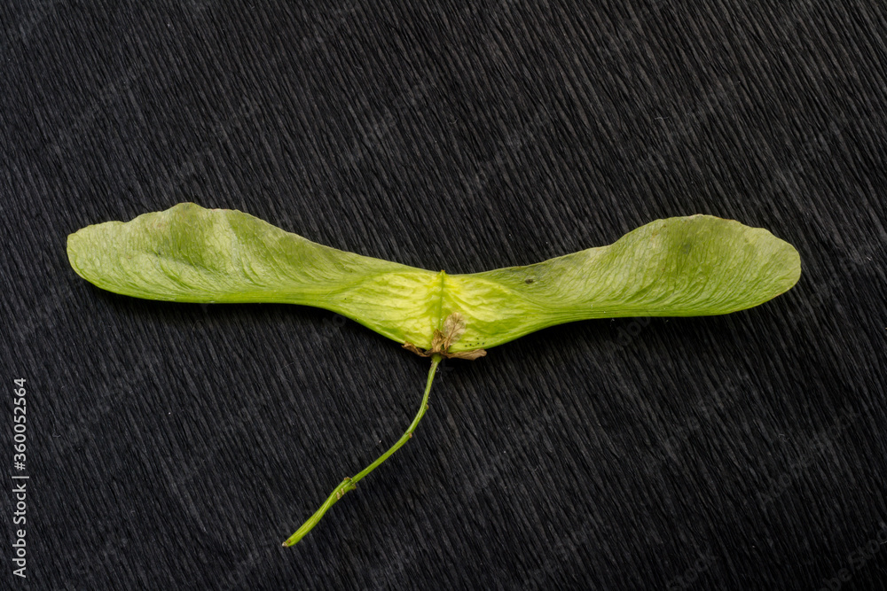 The underside of the winged seeds of the Acer Platanoides or Norway ...