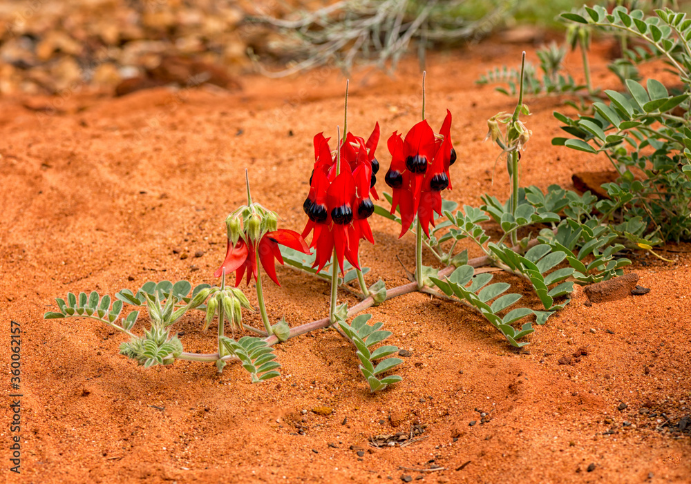 Swainsona formosa, Fabaceae, flower emblem of South Australia often ...