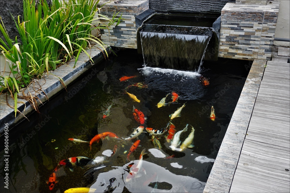 minimalist koi fish pond, rectangular shaped pond with a small ...