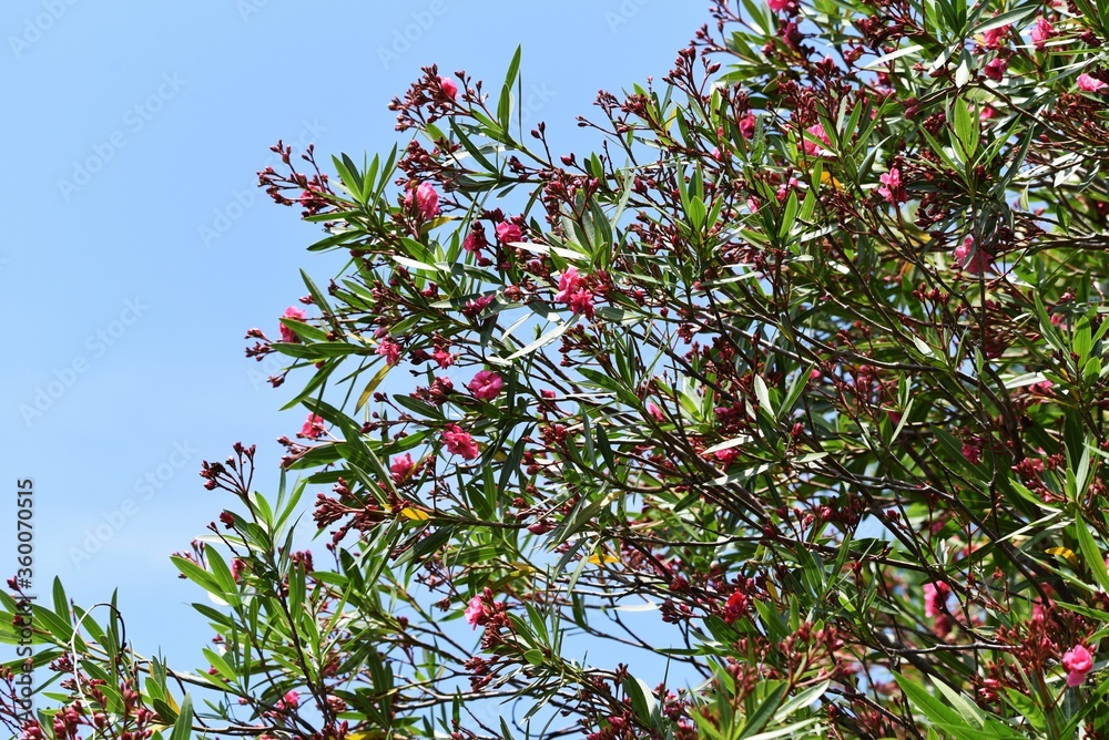 Oleander is an Apocynaceae evergreen shrub with white and red flowers ...