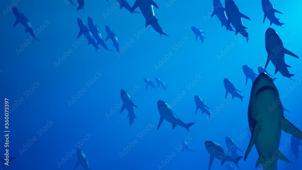 Animation of a large group of great white sharks slowly swimming in the ...