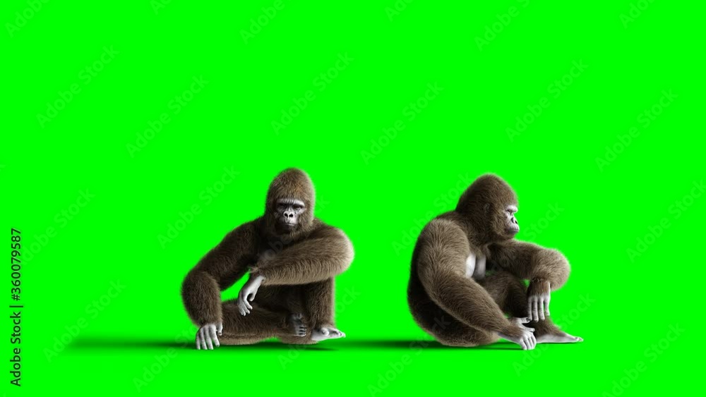Funny brown gorilla sits. Super realistic fur and hair. Green screen 4K ...