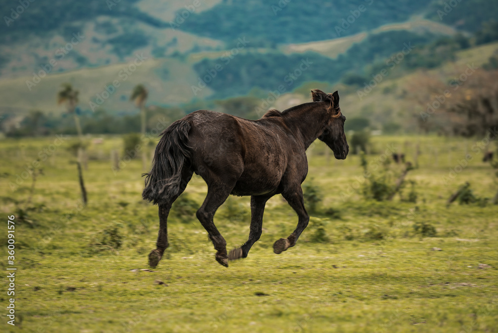 Brazilian Creole horse "Crioulo", typical man horse from southern ...