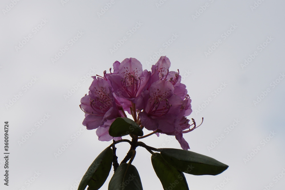 Flowers, Animals, Landscapes, Nature, Unique.Roan Mountain State Park ...