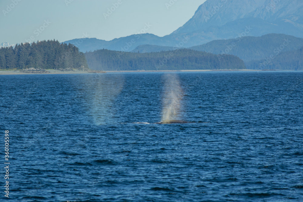 Humpback Whale Spouts in Tandem in Waters of Alaska Stock Photo | Adobe ...