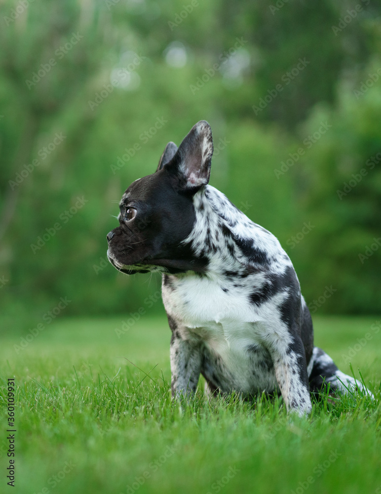 Rare French Bulldogs