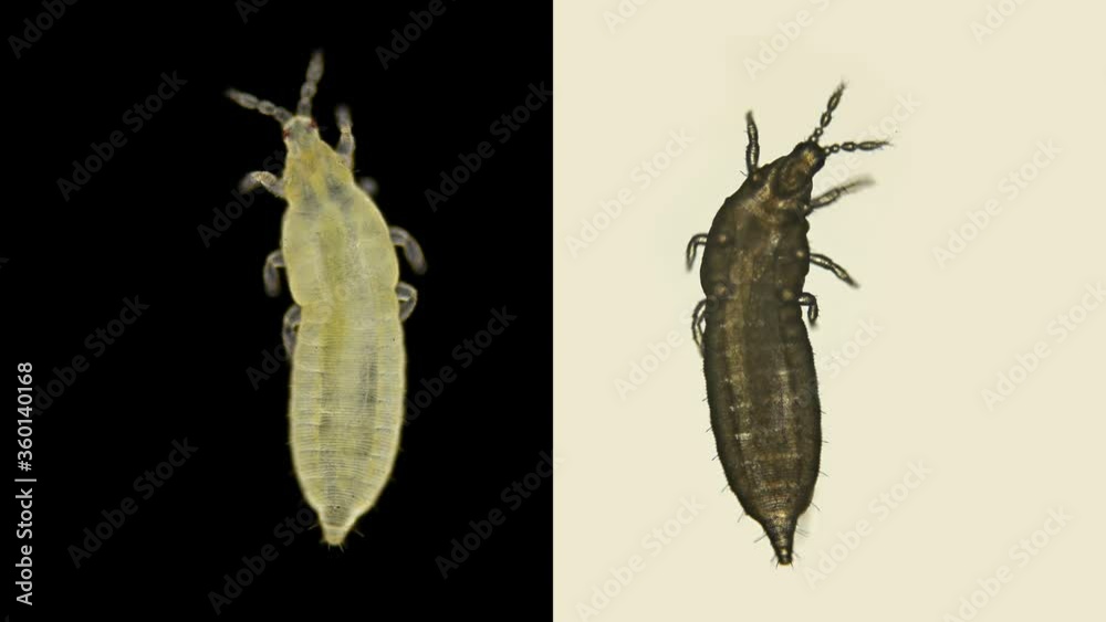 Insect larva Thysanoptera under a microscope, in agronomy, most types ...