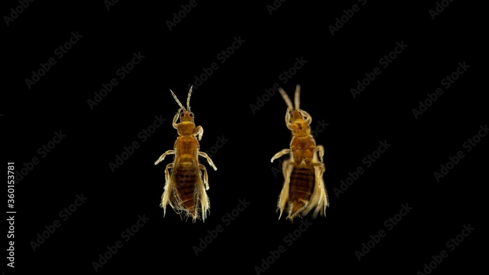 Insect Thysanoptera under a microscope, in agronomy, most types of ...
