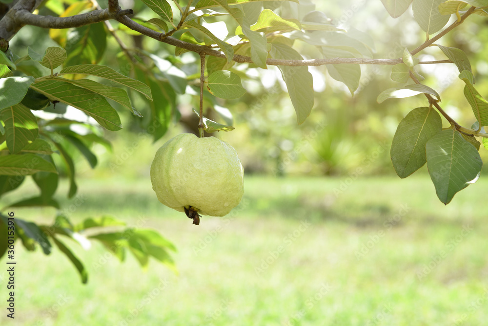 Organic guava fruit. Green guava fruit hanging on tree in agriculture ...