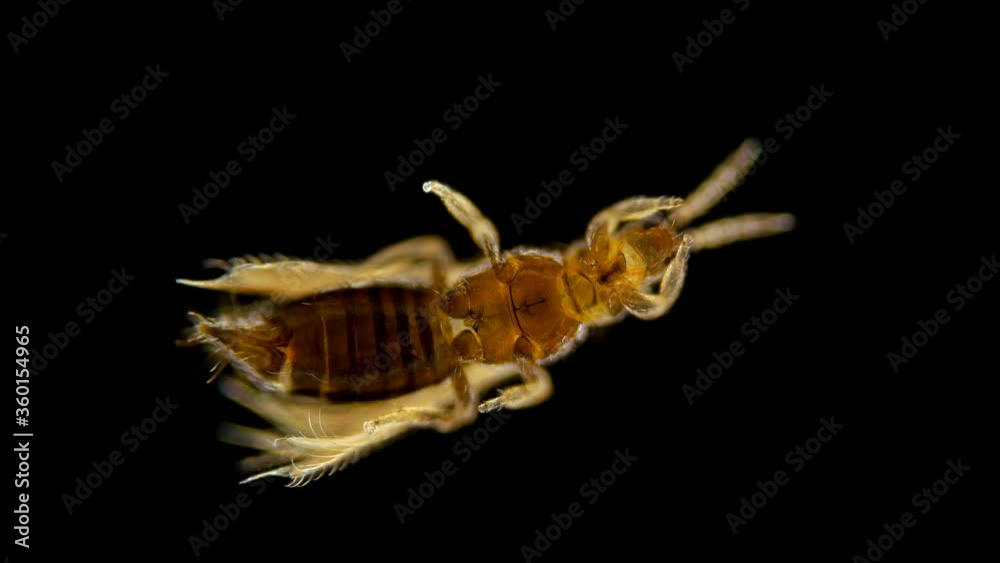 Insect Thysanoptera under a microscope, in agronomy, most types of ...