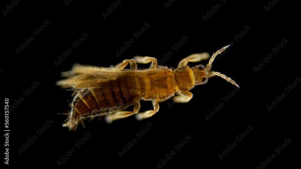 Insect Thysanoptera under a microscope, in agronomy, most types of ...
