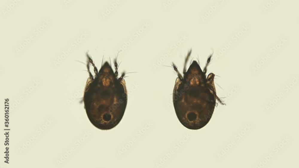 mite Oribatida under microscope are saprosphago, scavengers, some ...