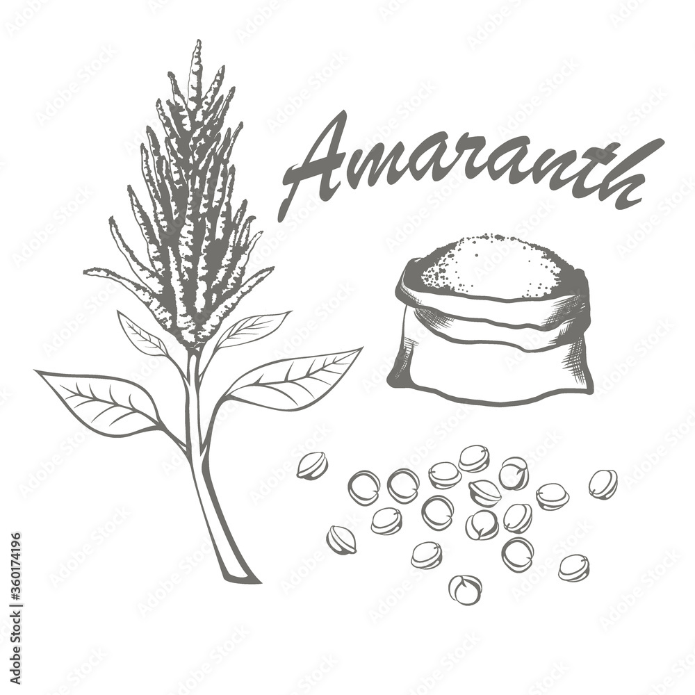 Amaranth plant , seeds, vector hand draw illustration Stock Vector ...
