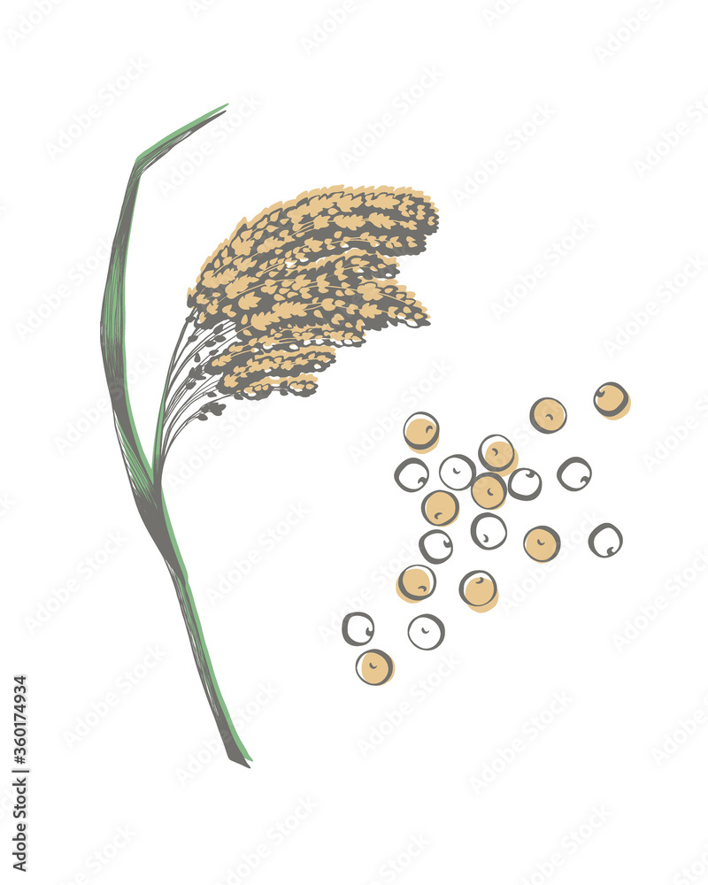 Vector millet illustration. Hand drawn cereal sketch. Botanical drawing ...