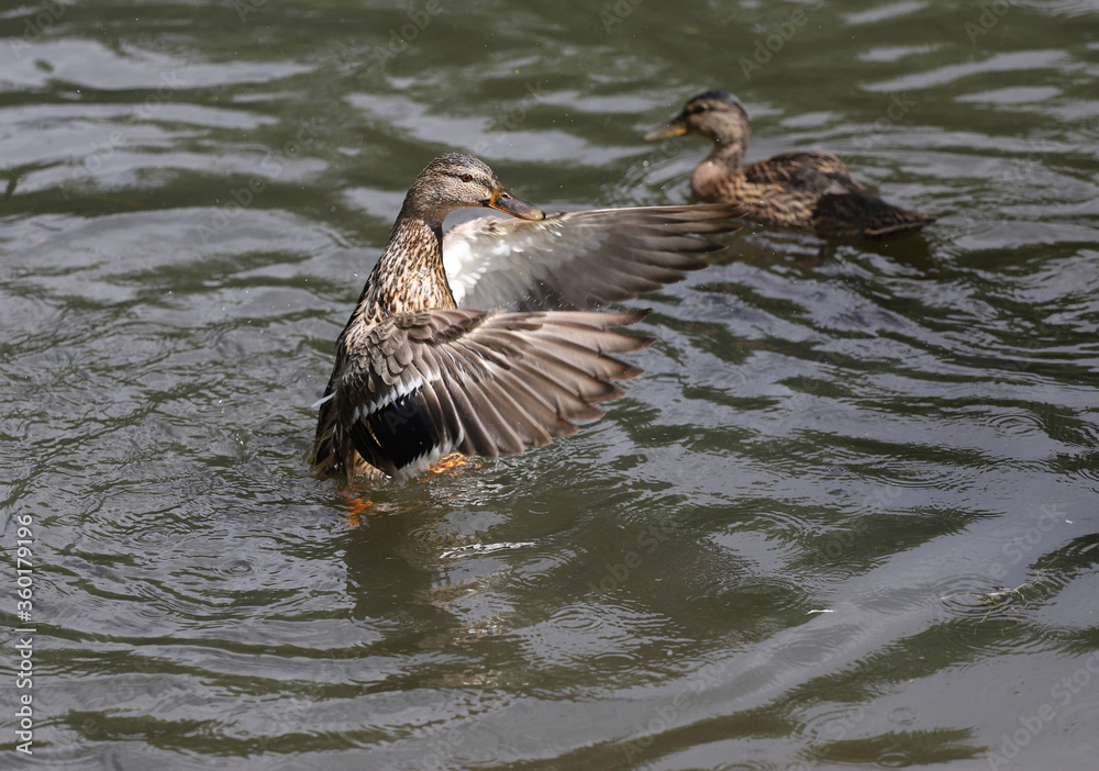 Young Mallard ducks flutter their wings, dive and swim in the lake with ...