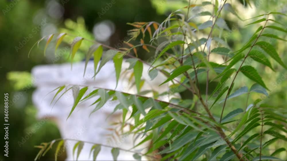 neem tree or Indian lilac,selective focus without noise,azadirachta ...