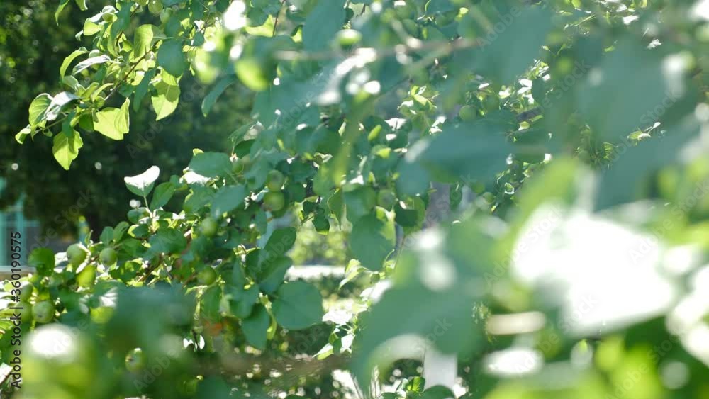Sunshine through green leaves. small green apples growing on tree ...