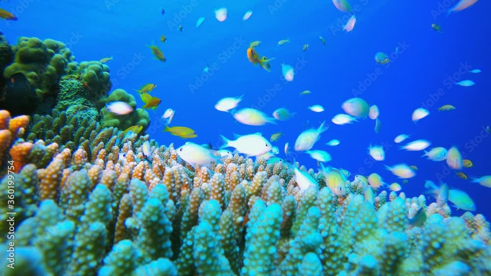 Tropical Blue Green Fish. Underwater tropical blue-green chromis-fish ...