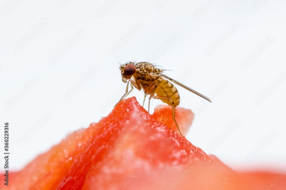 Tropical Fruit Fly Drosophila Diptera Parasite Insect Pest on Ripe ...