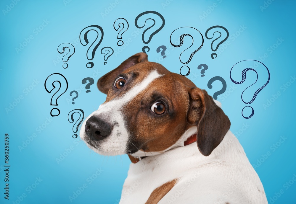 Perplexed Dog