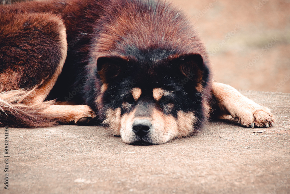 A Hmong Dog or Hmong Dock Tailed Dog, native breed of canine in North ...