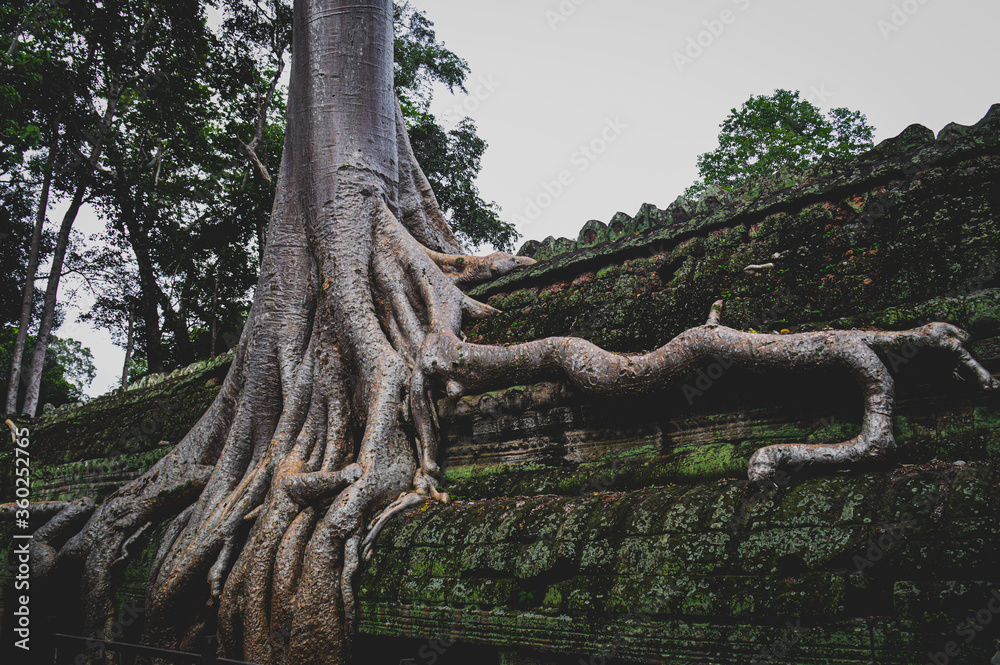 Banyan tree in the famous Ta Prohm in Angkor Archaeological Park, Krong ...