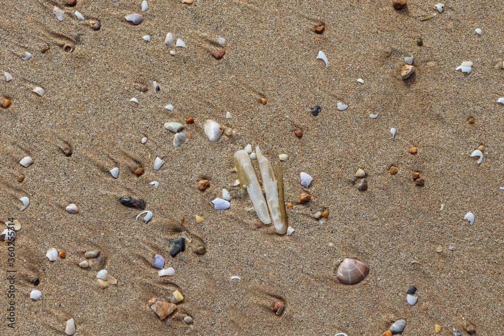Couteaux et coquillages sur la plage Stock Photo | Adobe Stock