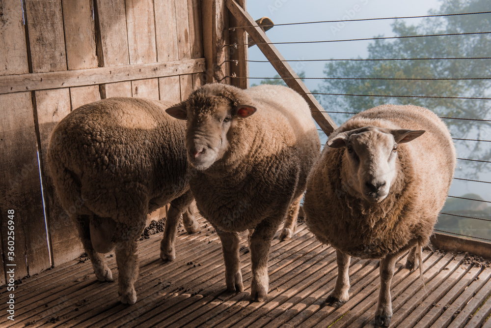 intensive grazing of sheep for cutting and wool production Stock Photo ...