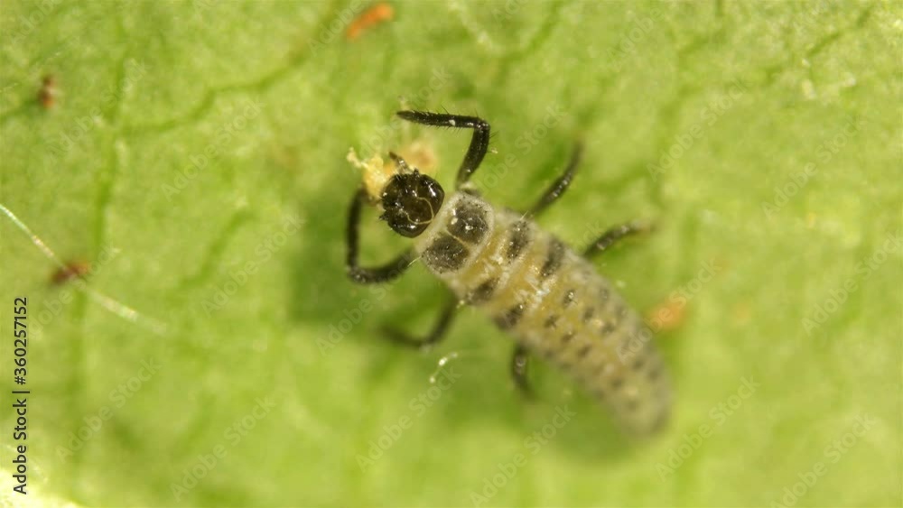 Larva under the microscope, the initial stage of the Coccinellidae ...