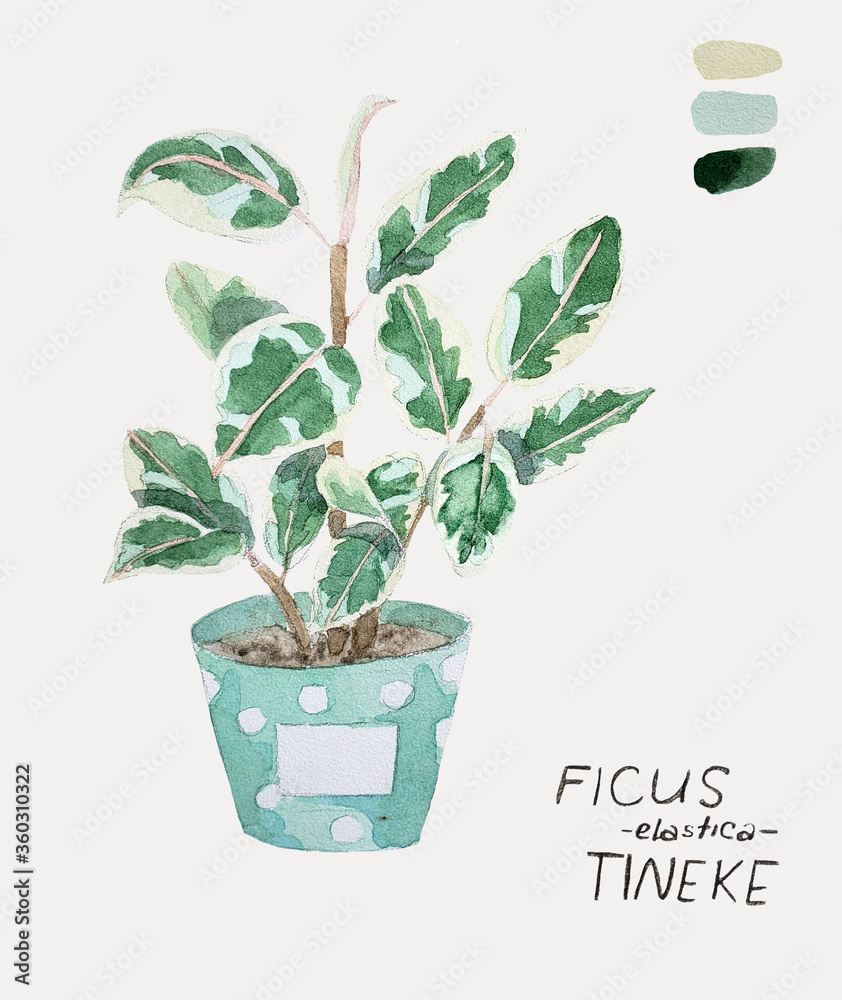 ficus elastica tineke in a blue pot flower in a pot hand draw ...