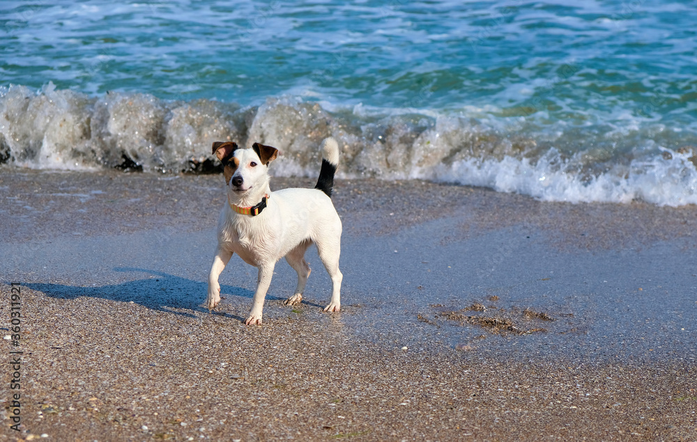 jack russell dog in the sand at the beach on summer vacation holidays ...