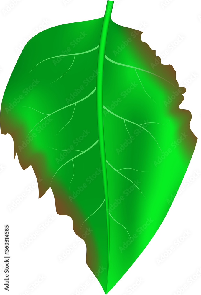 realistic vector green leaf with detailed texture and bitten mark Stock ...