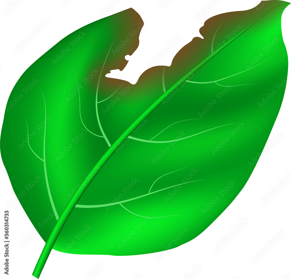 realistic vector green leaf with detailed texture and bitten mark ...