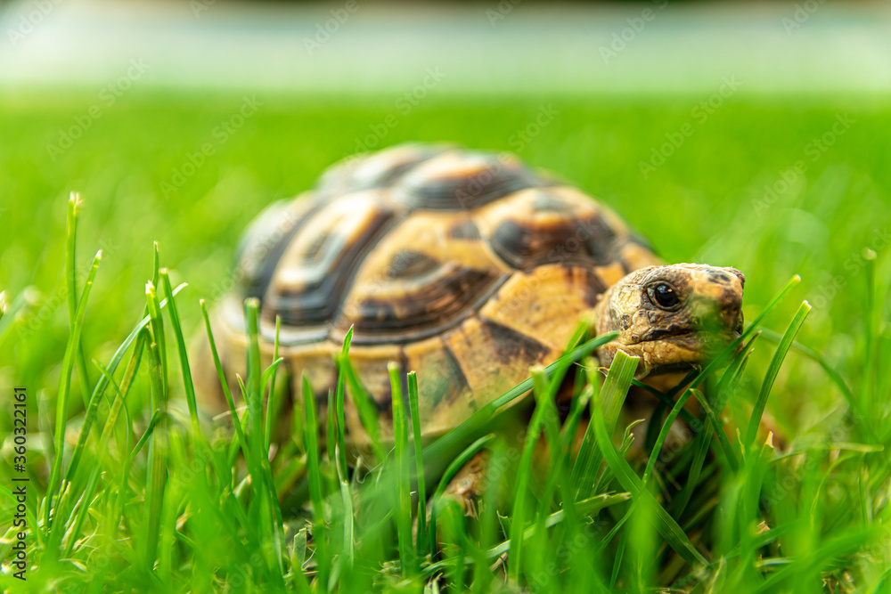 Tortuga rusa Testudo horsfieldii Stock Photo | Adobe Stock