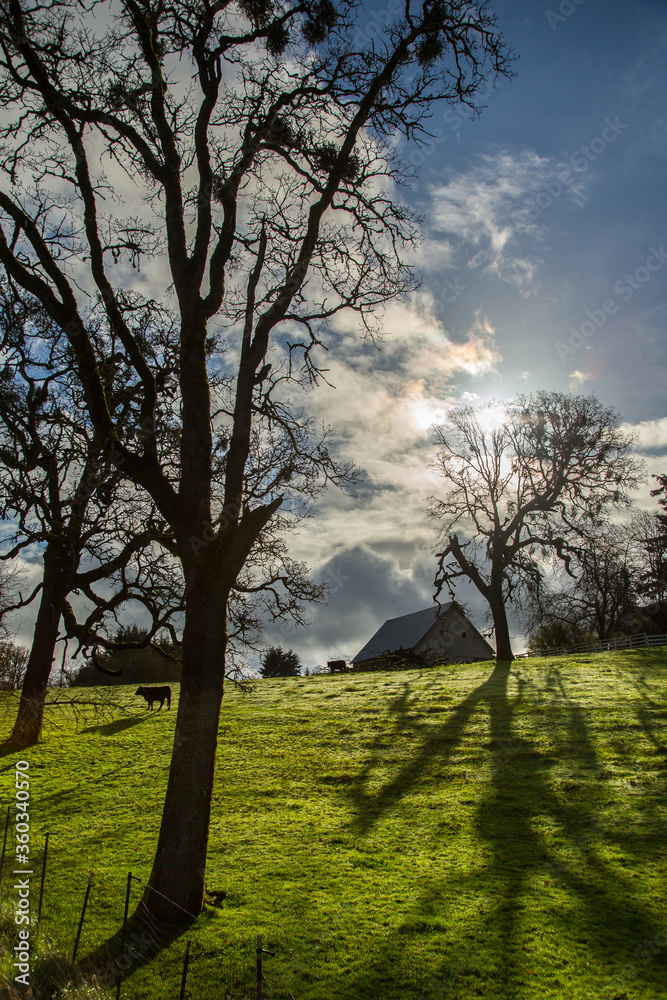 A backlit farm scene with trees, shadows, a cow and a barn Stock Photo ...