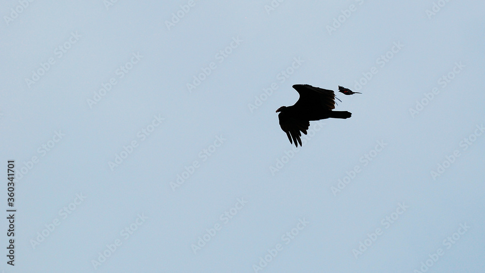 In silhouette, a smaller bird chases away a larger predator bird. Stock ...