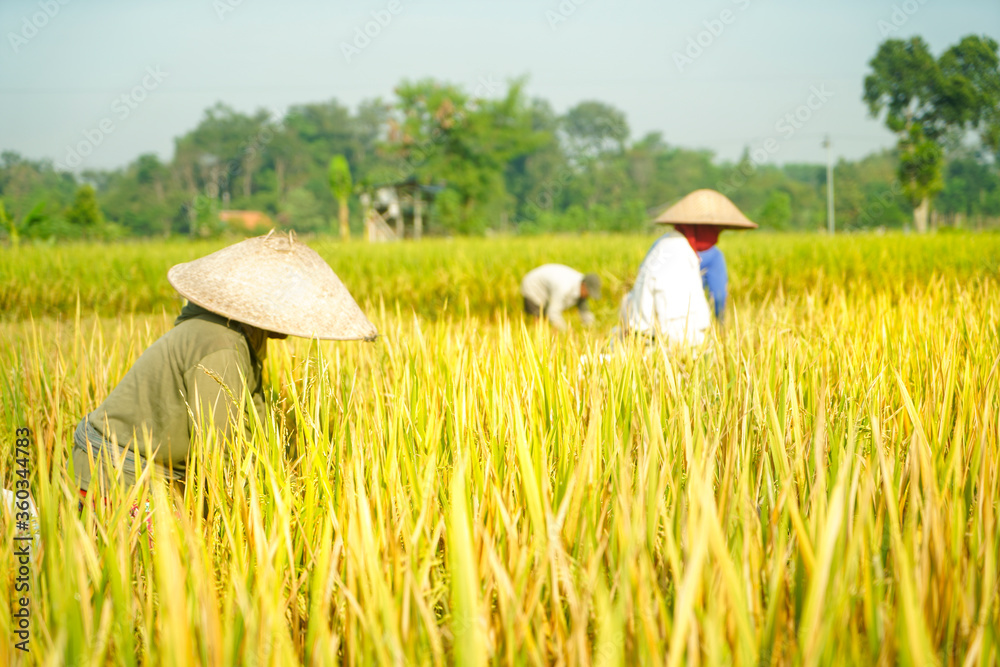 Foto de farmers harvesting rice field, Farmers harvesting organic paddy ...