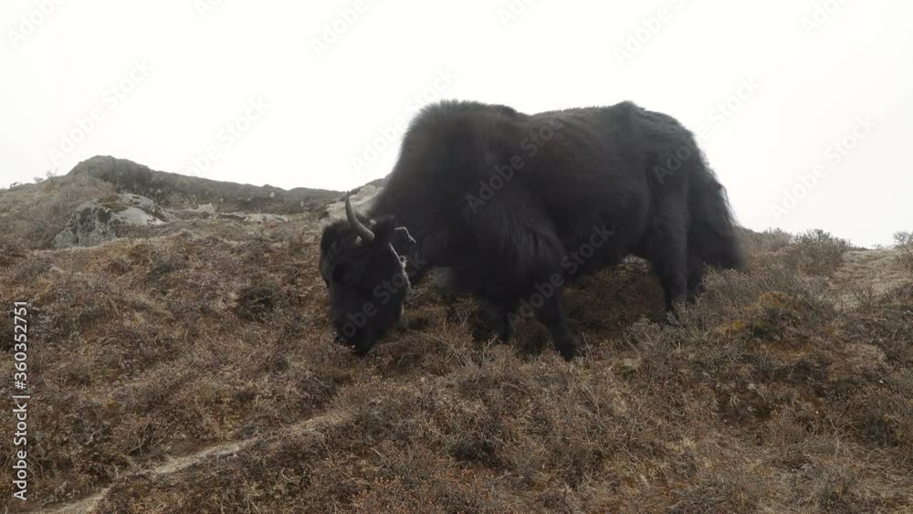 Beautiful male yak with big horns and black fur stands on a fog ...