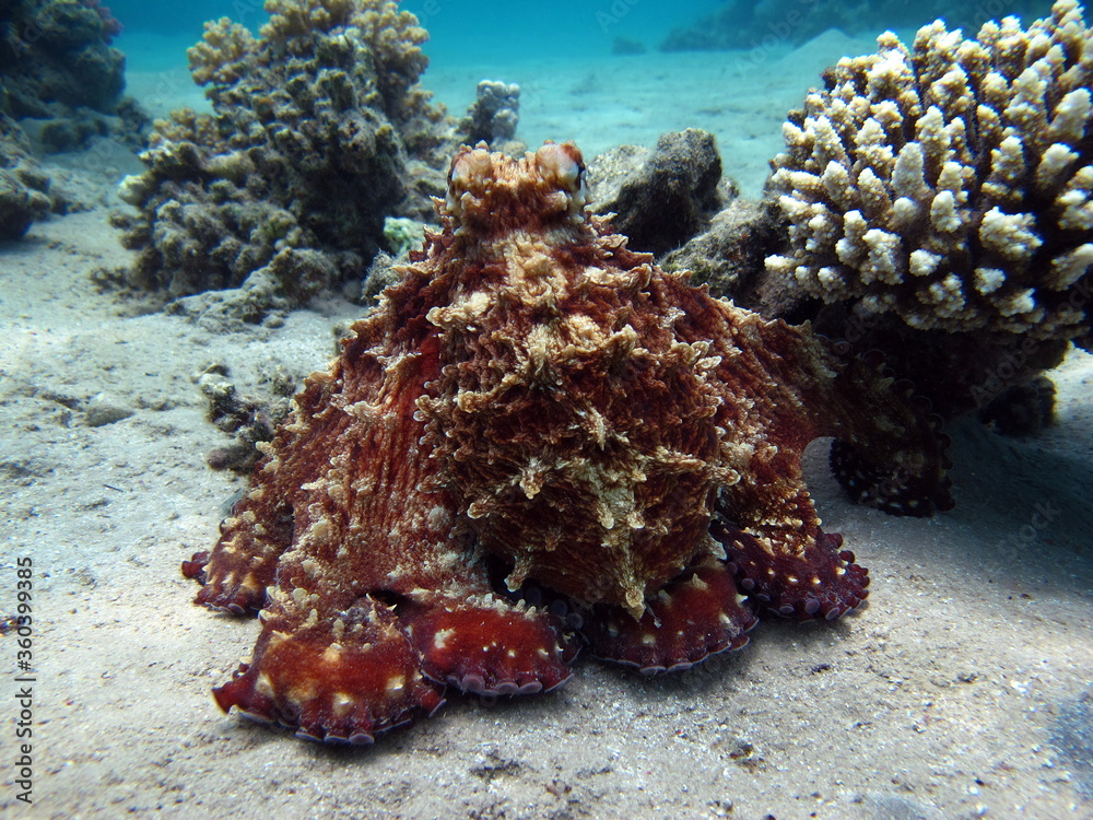 Octopus. Big Blue Octopus on the Red Sea Reefs. Stock Photo | Adobe Stock